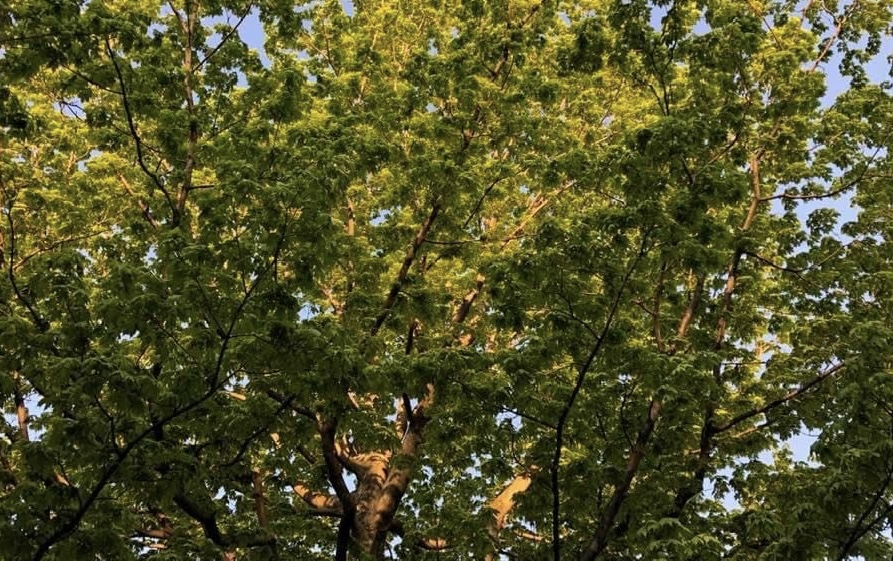 WHY SYCAMORE SPIRITUALITY? – Sycamore Spirituality